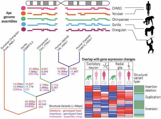 Sexual Paradox: Human Evolution