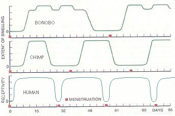 Sexual Paradox: Human Evolution