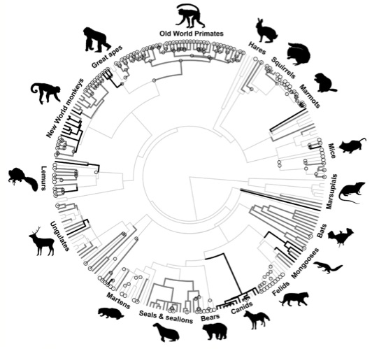 Sexual Paradox: Human Evolution